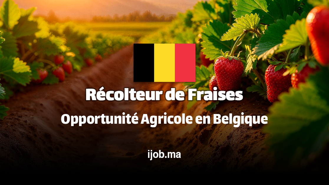 Récolteur de Fraises – Poste en Agriculture à Herk-de-Stad, Belgique ...